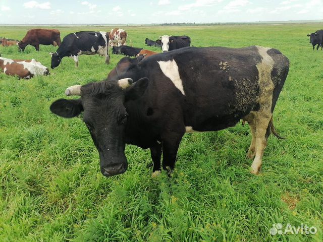 Продается стельная корова