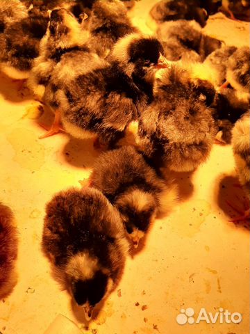 Цыплята Плимутрок