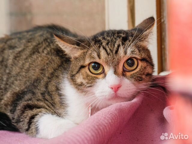 Котик Тайсон 1,5 года ищет семью