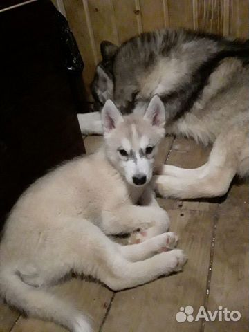 Сибирский хаски