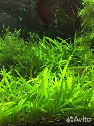 Амазонка нежная