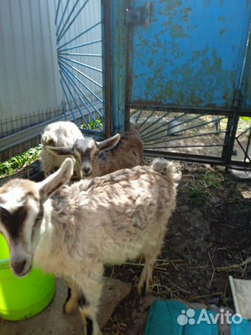 Козы нубийки альпийки