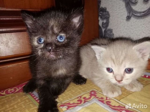 Котята