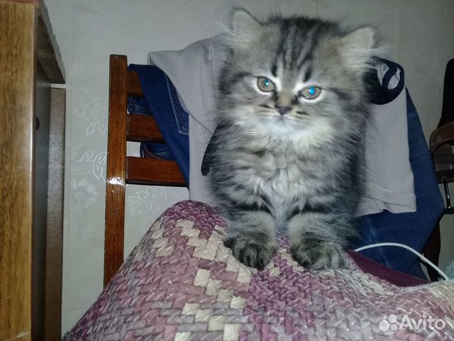 Британские котята