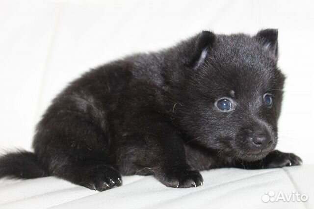 Продается мальчик Шипперке очаровашка