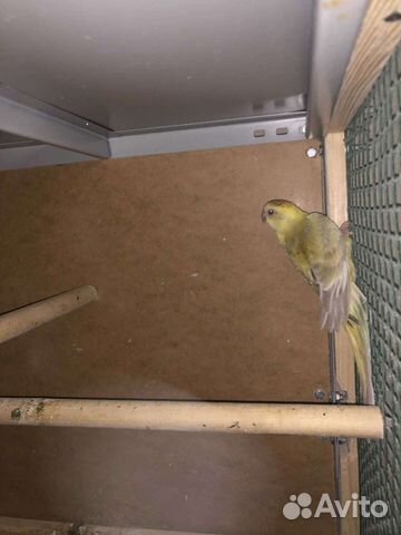 Попугай Певчий (Самка)
