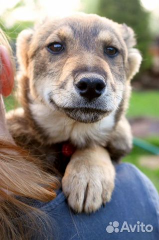 Щенок девочка Айви 3 мес ищет дом