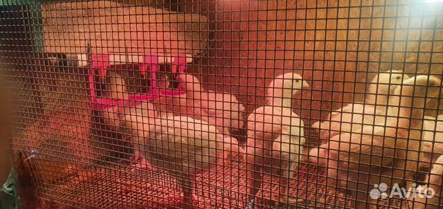 Цыплята бройлера подрощенные