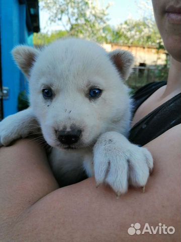 Щенки сибирской хаски