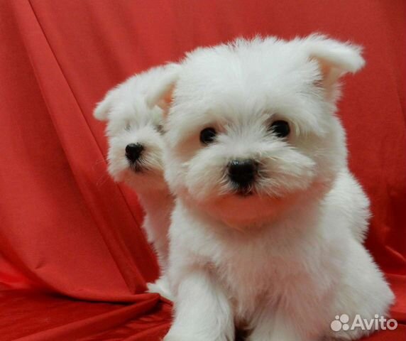 Мальтезочка - девочка