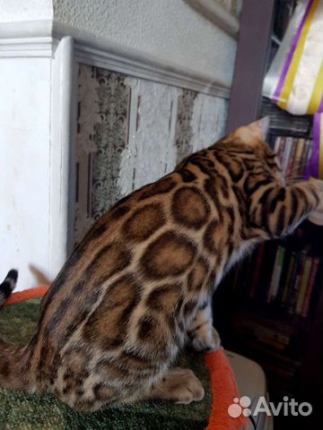 Бенгальская кошка