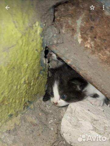 Спасите котенка. Котенок в добрые руки