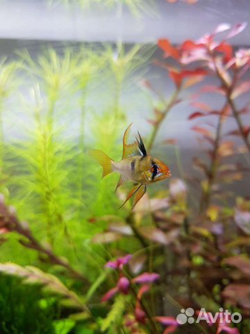 Апистограмма Рамирези Вуалевая