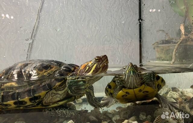 Черепахи + аквариум