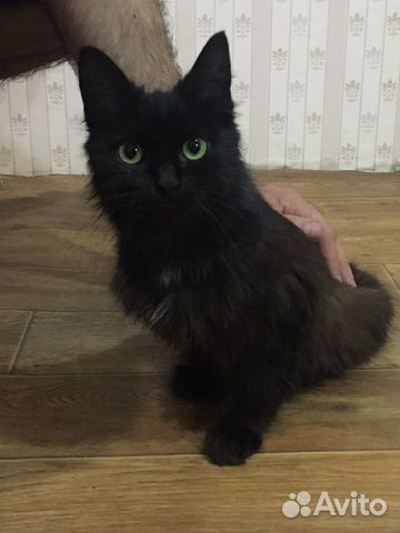 Котёнок