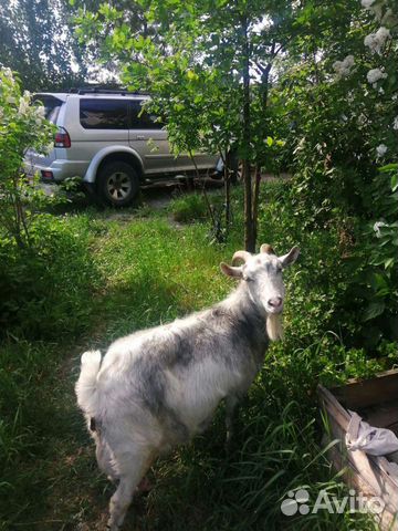 Коза двойная, второй окот, два козленка, продам за