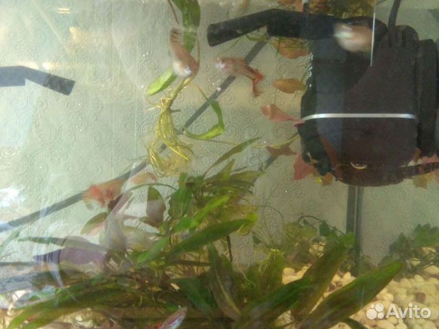 Гуппи рыбки