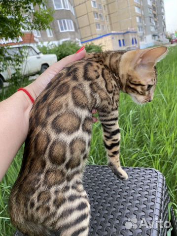 Мальчик Dinofelis Chang