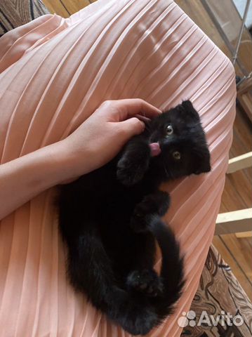 Вислоухие котята