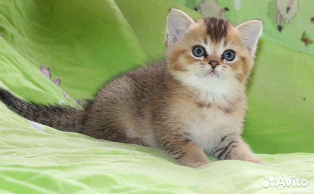 Золотые котики