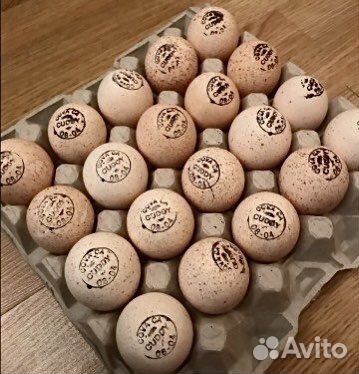 Инкубационное яйцо Хайбрид Конвертер Канада и Биг