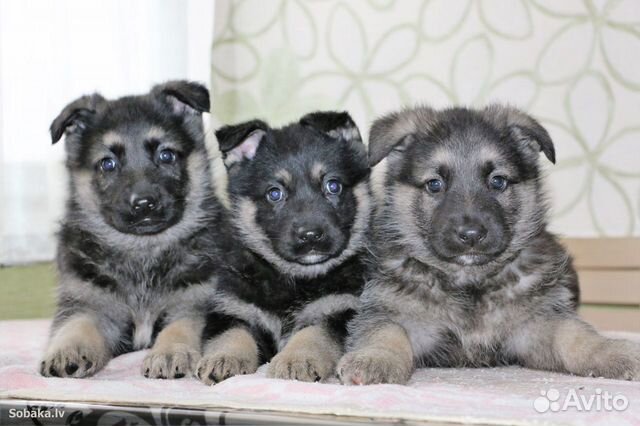 Щенки восточноевропейской овчарки