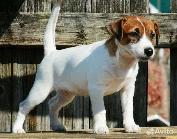 Шикарнейшие щенки Джек Рассел терьер