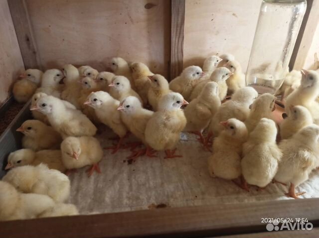 Цыплята бройллер росс 308 Турция