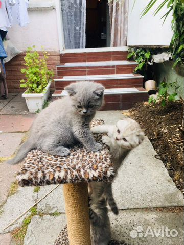 Продам шотландских чистокровных котят