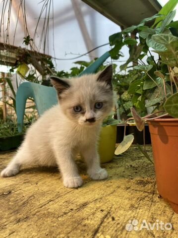 Котята