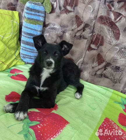 Щенок звонок