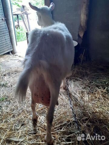 Коза заненской породы пятилитровка