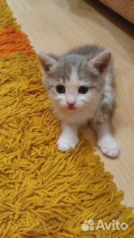 Котята бесплатно