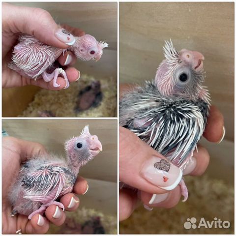 Птенец корелла жемчужный безщекий