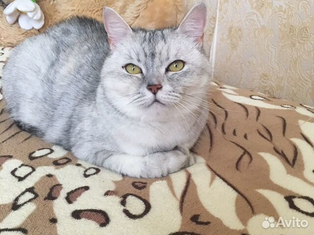 Кошка скотиш страйт взрослая