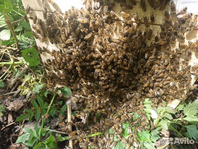 Пчëлы для аппитерапии