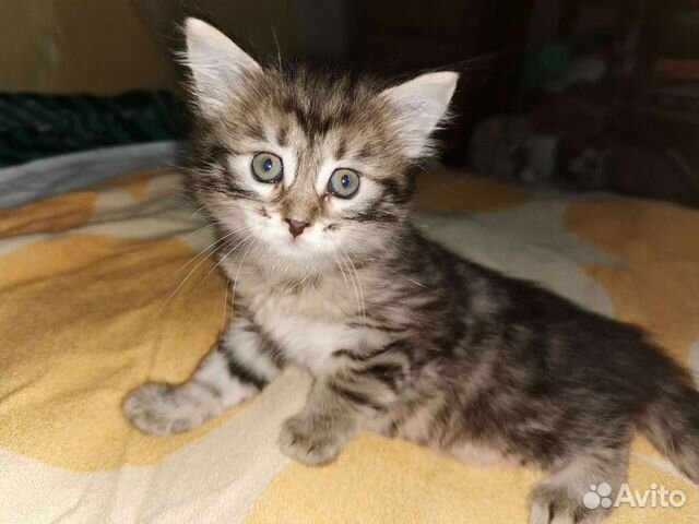 Кошечка от кота Чаузи и кошки бобтейл