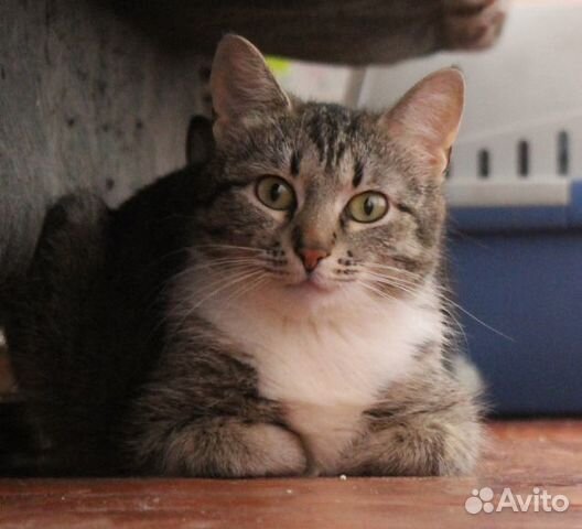 Молодая кошечка ищет дом