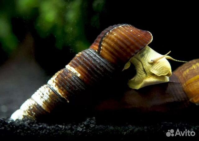 Тиломилания кролик золотой