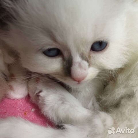 Котята рэгдолл, биколор