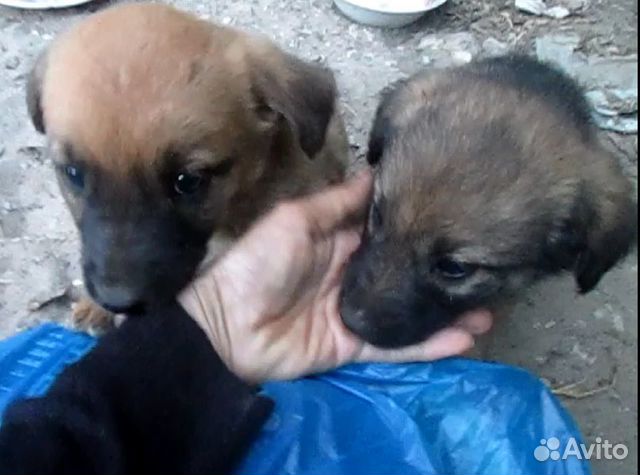 Ждут своего Хозяина