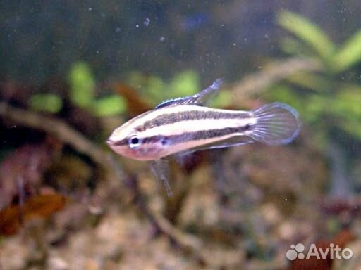 Лакричный гурами