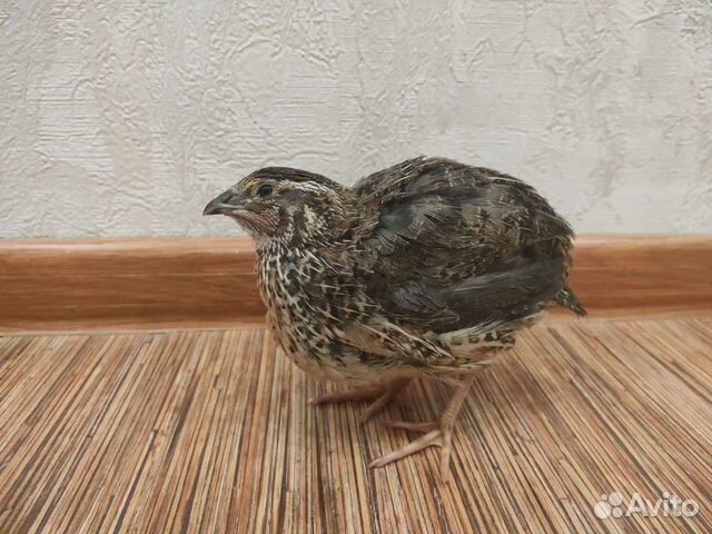 Немой перепел