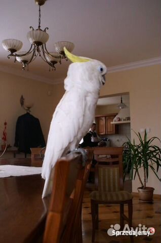 Какаду желтохохлый ручной