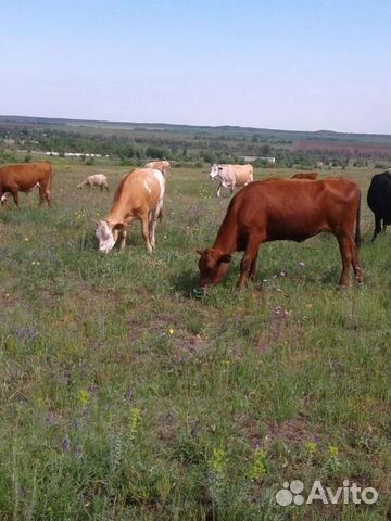 Продаю двух годовалых тёлок