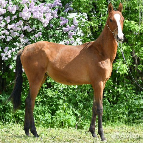 Ахалтекинская кобылка