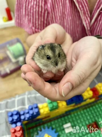 Джунгарские хомячки