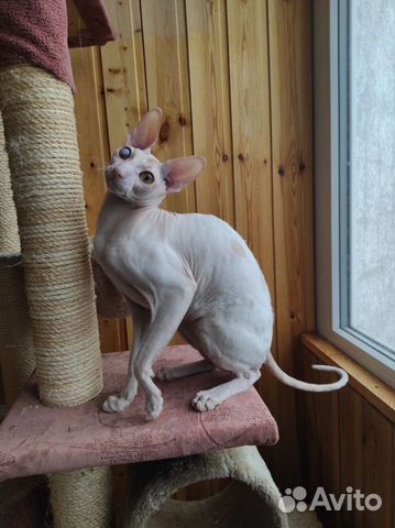 Котики корниш-рекс