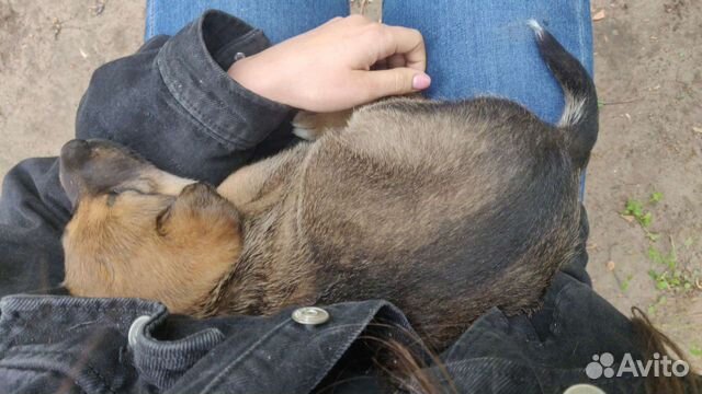 Щенок в добрые руки
