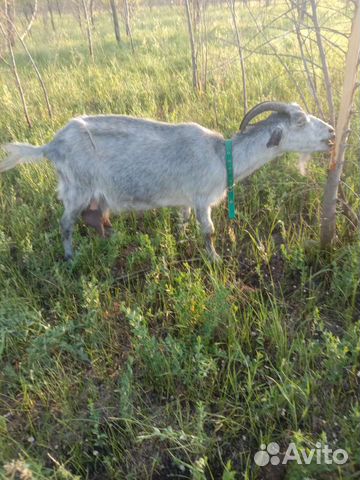 Коза дойная